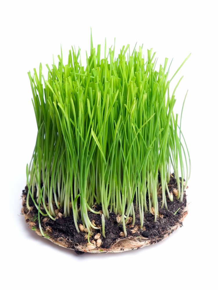 Greenleaf Turf Solutions